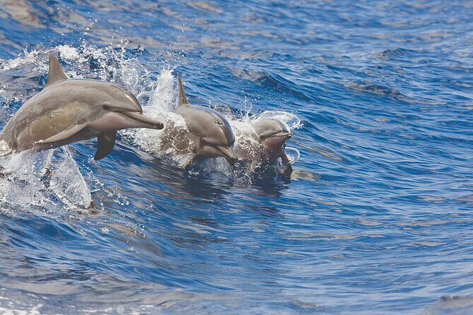 3-Hour Small-Group Maalaea Luxury Snorkel Cruise Tour - An In-Depth Look at the Maui Snorkel Tour