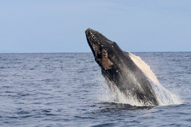 3 Hour Turtle Town Snorkel and Whale Watch Tour in Kihei - What to Expect from the Tour