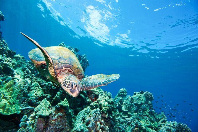 3 Hour Turtle Town Snorkel and Whale Watch Tour in Kihei - Authentic Experiences and Authentic Guides