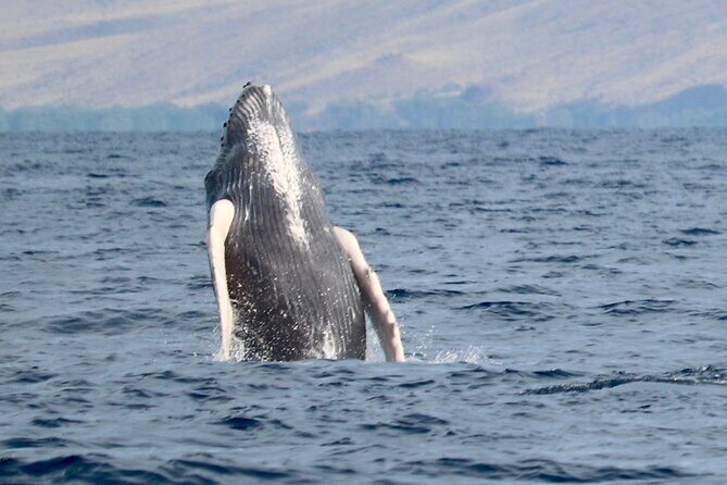 3 Hour Turtle Town Snorkel and Whale Watch Tour in Kihei - Pricing and Value