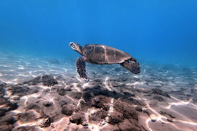 3 Hour Turtle Town Snorkel and Whale Watch Tour in Kihei - Who Is This Tour Best For?
