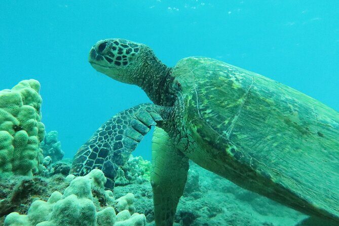 3 Hour Turtle Town Snorkel and Whale Watch Tour in Kihei - The Sum Up