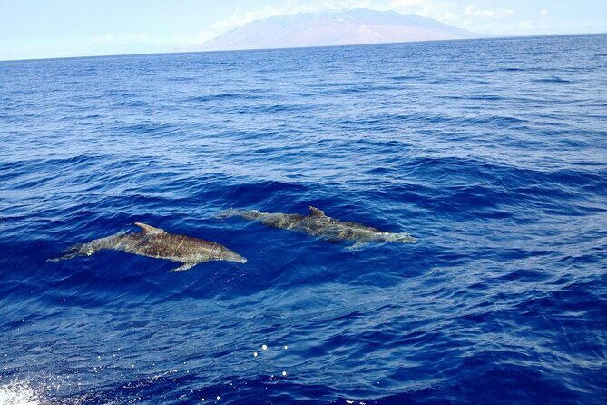 3 Hour Turtle Town Snorkel and Whale Watch Tour in Kihei - FAQ