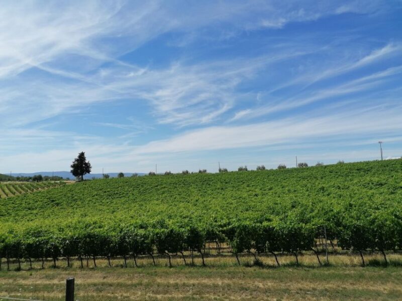 3-hour Vintage FIAT 500 Chianti Classico private Wine Tour - What to Expect on the Day