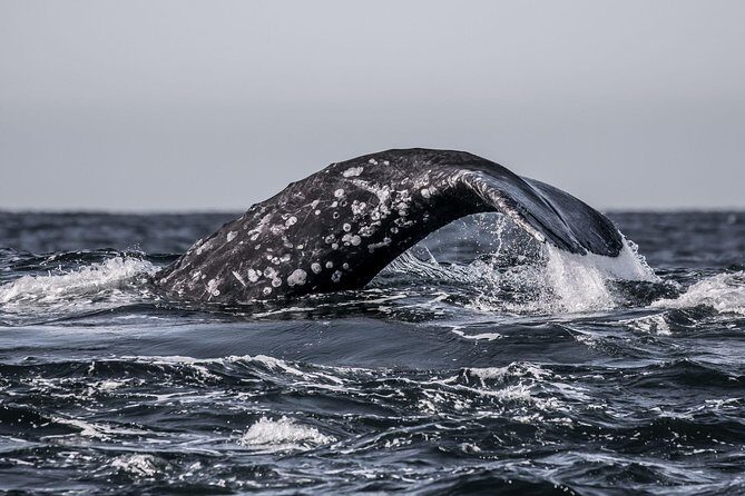 3-Hour Whale Watching Tour from Monterey - What Can You Expect During the Trip?