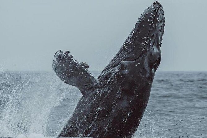 3-Hour Whale Watching Tour from Monterey - Final Thoughts