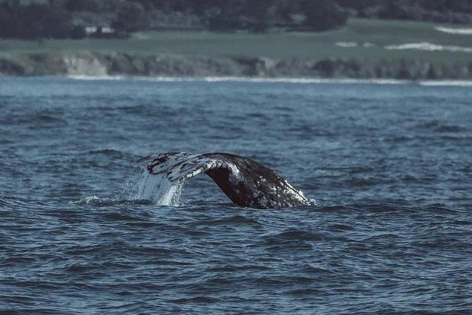 3-Hour Whale Watching Tour from Monterey - FAQs