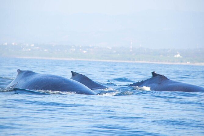 3-Hours Dolphin and Turtle Watching in Puerto Escondido - Exploring the 3-Hours Dolphin and Turtle Watching Tour in Puerto Escondido