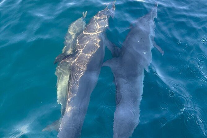 3-Hours Dolphin and Turtle Watching in Puerto Escondido - What to Expect from This Marine Safari