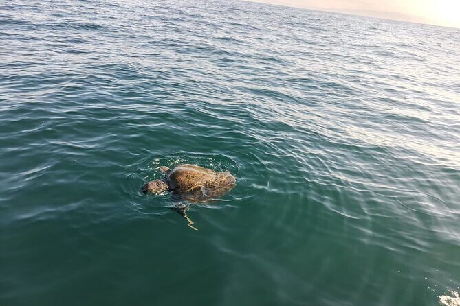 3-Hours Dolphin and Turtle Watching in Puerto Escondido - The Practical Side: Transportation, Cost, and Comfort
