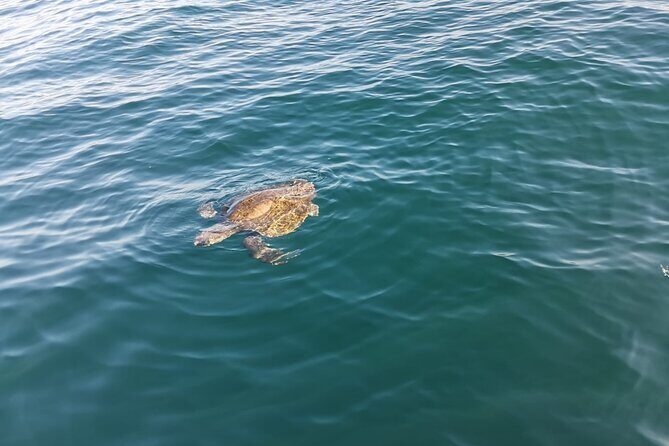 3-Hours Dolphin and Turtle Watching in Puerto Escondido - What Past Travelers Say: Authentic Feedback