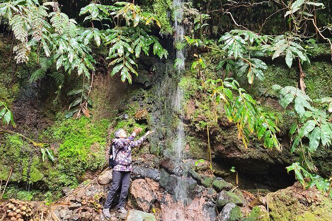 3 Hours Guided Forest Bathing Hike in Portugal - A Deep Dive into the Forest Bathing Experience