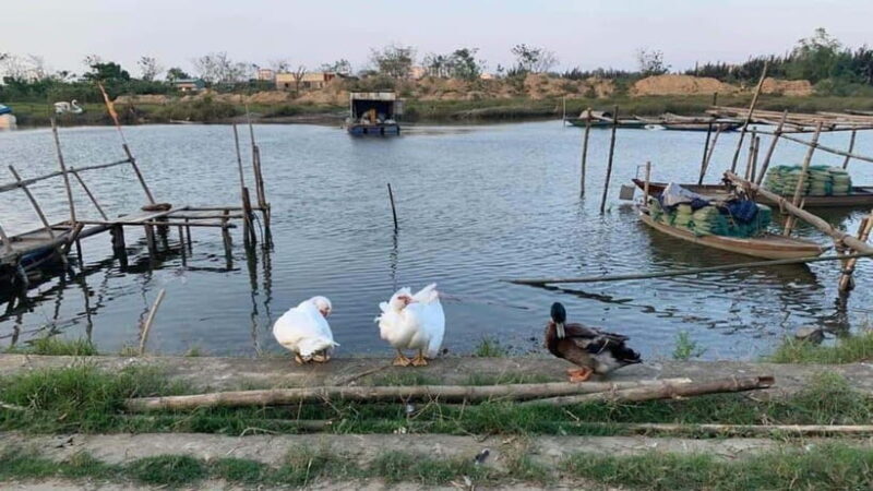 3 hours Hoi An Countryside Motorbike Tour - Pricing and Value