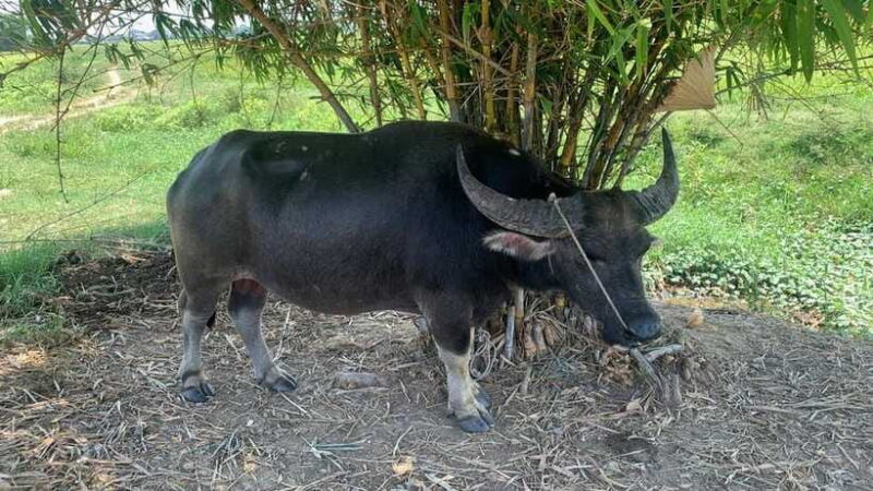 3 hours Hoi An Countryside Motorbike Tour - Why This Tour Works for Different Travelers
