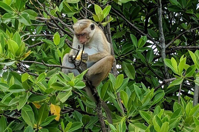 3 Hours Lagoon Tour to Monkey Island - Key Points