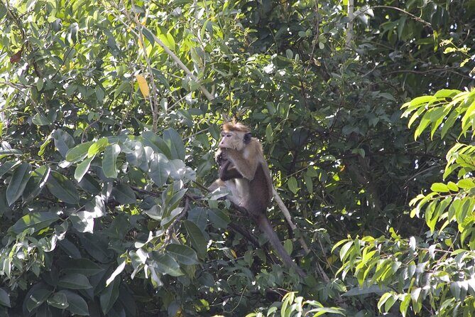 3 Hours Lagoon Tour to Monkey Island - The Experience: What You Can Expect
