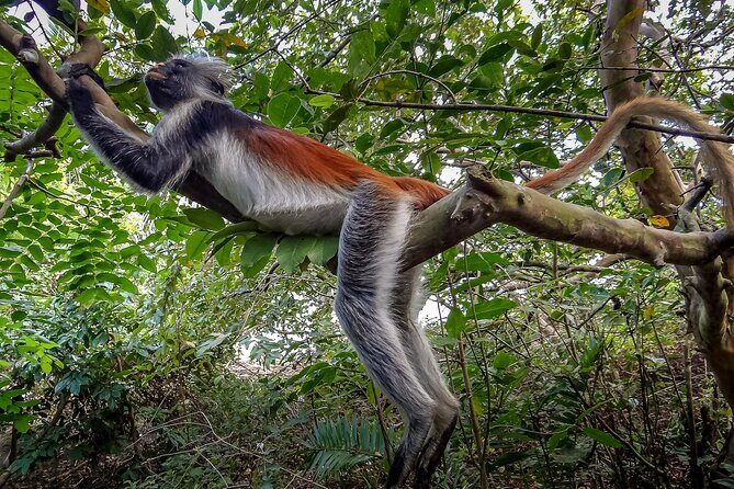 3 Hours Lagoon Tour to Monkey Island - How Does It Value Compare?