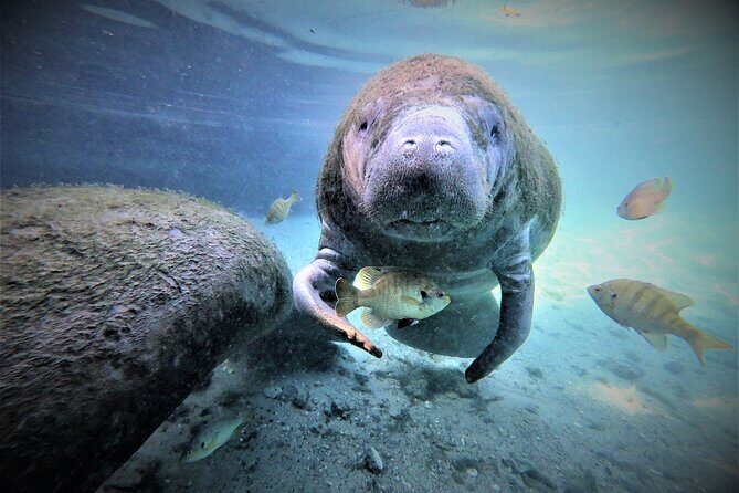 3 hours Manatee Swim Tour in Florida - Meeting Points & Logistics