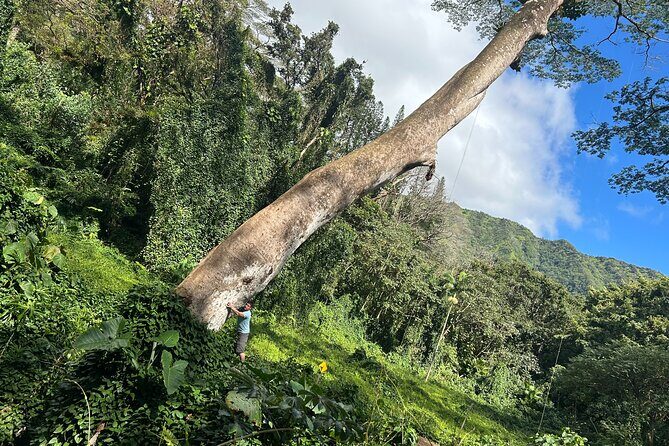 3 Hours Private Hiking and Bushwalking in the Aiea Loop Trail - Introduction: Is the Aiea Loop Trail Right for You?