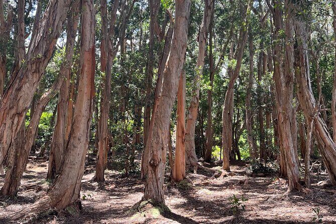 3 Hours Private Hiking and Bushwalking in the Aiea Loop Trail - An Empathetic Look at the Aiea Loop Trail Experience