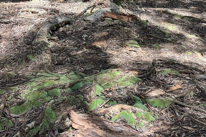 3 Hours Private Hiking and Bushwalking in the Aiea Loop Trail - The Sum Up: Is the Aiea Loop Trail Tour Worth It?