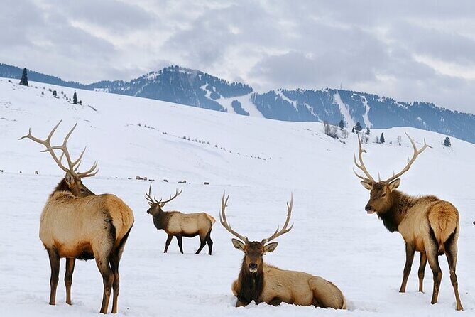 3-Hours Private Tour Grand Teton National Park & Jackson Hole - Who Will Love This Tour?