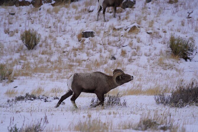 3-Hours Private Tour Grand Teton National Park & Jackson Hole - The Sum Up
