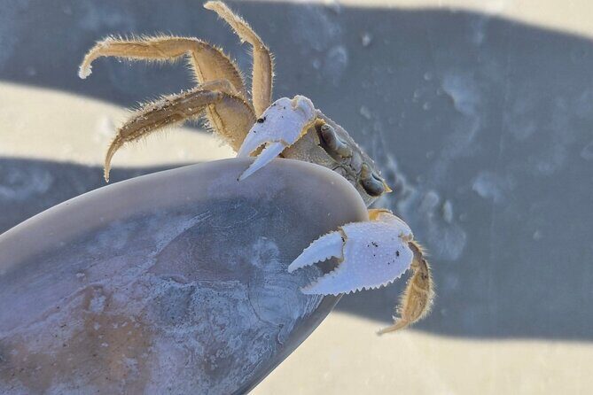 3 Hours Shell Island Experience - Customer Insights