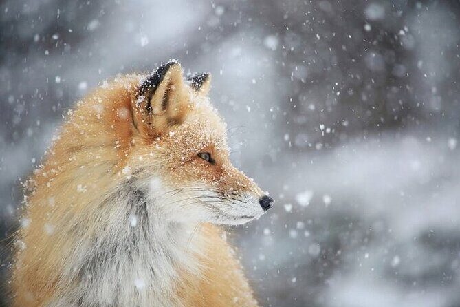 3 hours Snowshoe hike to "Furepe fall" and Wildlife Watching - Value and Cost Analysis