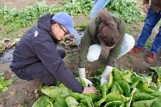 3 Hours Vegetables Harvest Activity Nearby Tokyo - Introducing the 3 Hours Vegetables Harvest Activity Near Tokyo