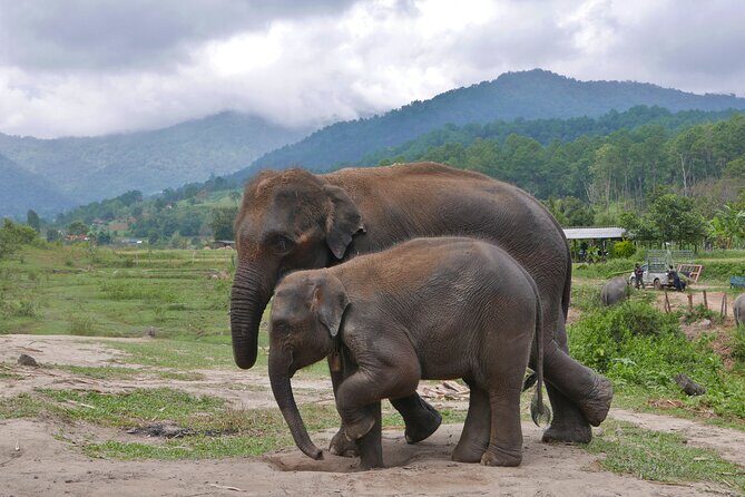 3-in-1: Doi Inthanon Tour, Elephant Sanctuary, and Trekking Trail - Frequently Asked Questions