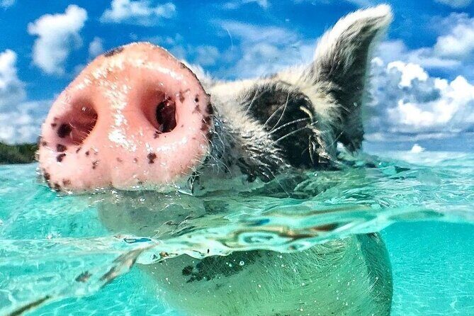 3 Islands Tour, Swim with Pigs, Turtles, Snorkelling & lunch - Key Points