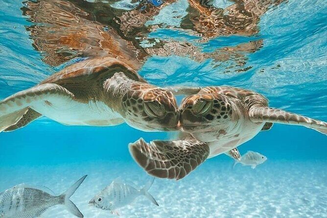 3 Islands Tour, Swim with Pigs, Turtles, Snorkelling & lunch - Introduction to the Experience