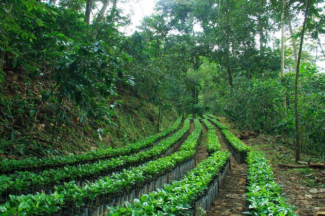3 Levels of Huatulco the coffee you've been looking for - What Travelers Love About the Tour