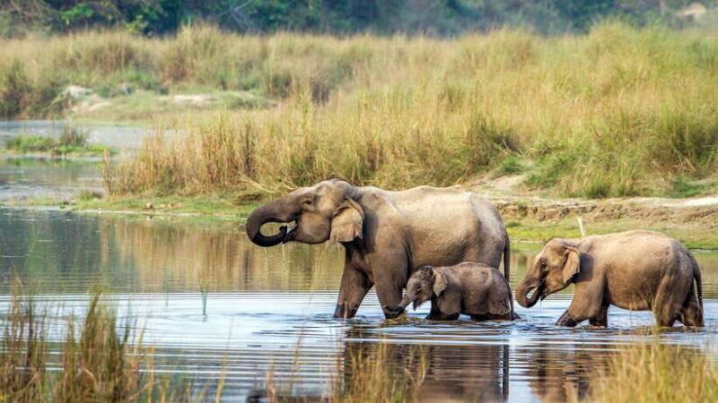 3 Nights 4 Days: Chitwan National Park with Tower Night Stay - Who Will Love This Tour?