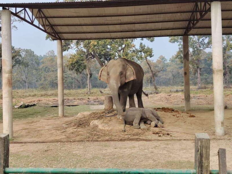 3 Nights 4 Days: Chitwan National Park with Tower Night Stay - FAQ