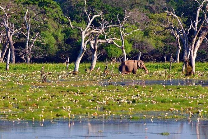 3 Nights 4 Days Private Sri Lanka Safari Tour with Star Hotel - An In-Depth Look at the Tour Itinerary