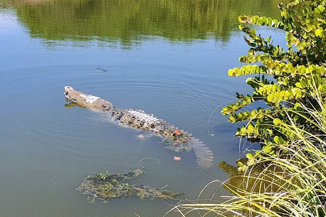 3 Palos Lagoon AfroMex Village Turtle Release & Croc Farm Visit - Context and Practical Tips
