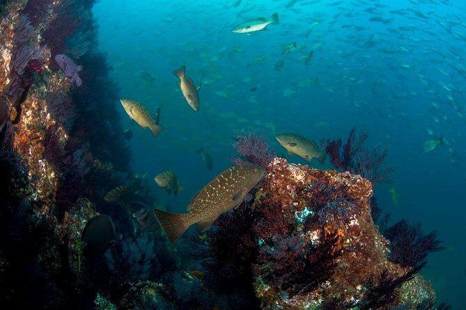 3 Tank Combo Cabo Reserve & Corridor, Certified Divers with MANTA - Detailed Exploration of the Tour Experience
