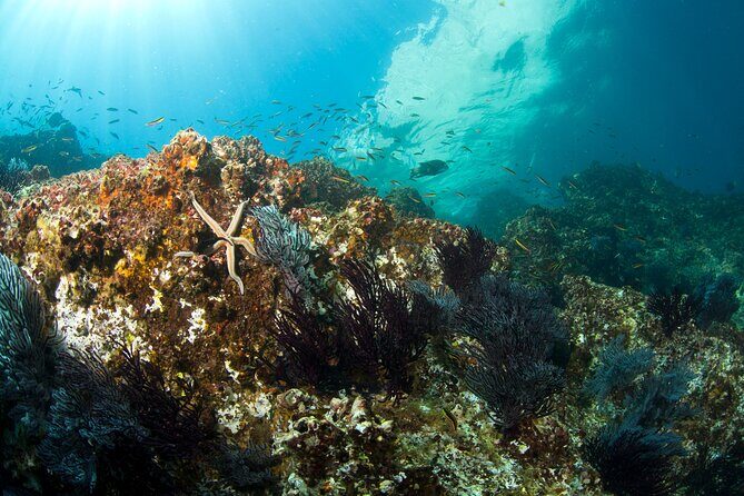 3 Tank Combo Cabo Reserve & Corridor, Certified Divers with MANTA - FAQ