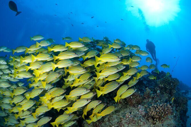 3-Tank Dive Featuring the Molokini Crater - Value and Practicality