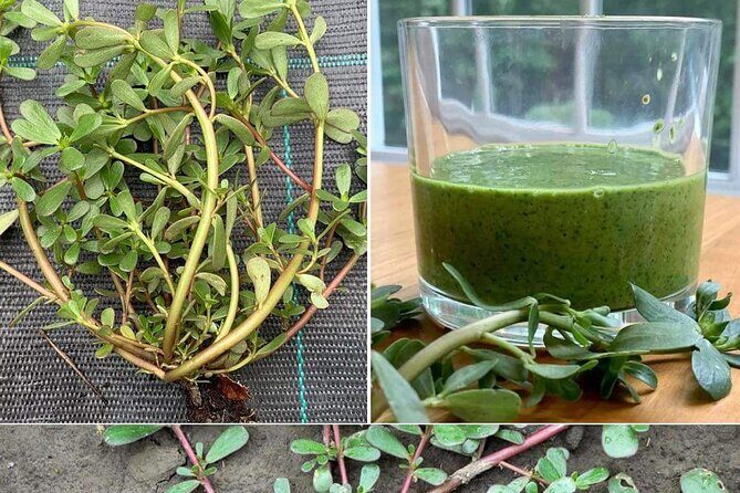 3 to 5 Hour Private Herbal Tour Shopping and Dinner at Ricks Cafe - Authentic Experiences and Insights from Reviews