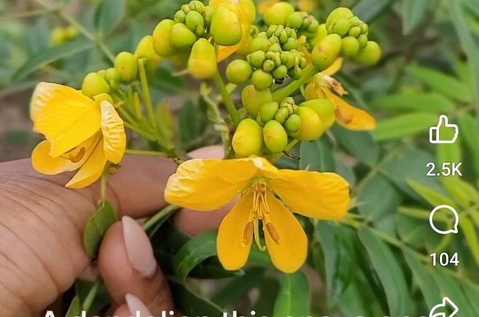 3 to 5 Hour Private Herbal Tour Shopping and Dinner at Ricks Cafe - FAQ: Practical Questions About the Tour