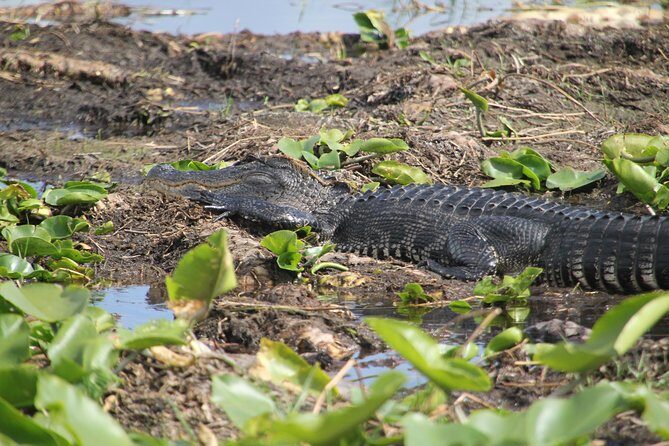 30-Minute Airboat Ride, Lunch, Gem Mining and Park Admission - Who Will Love This Tour?