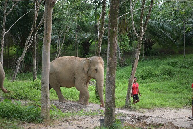 30-Minutes Guided Tour & Transfer to Khaolak Elephant Sanctuary - Exploring the Experience in Detail