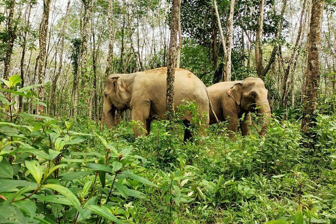 30-Minutes Guided Tour & Transfer to Khaolak Elephant Sanctuary - Final Thoughts: Is It Worth It?