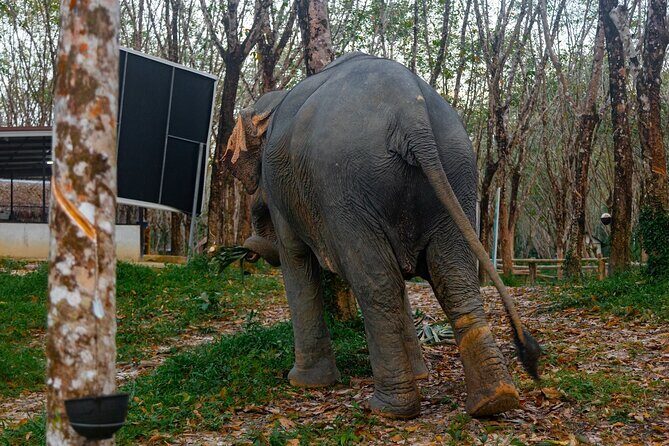 30-Minutes Guided Tour & Transfer to Khaolak Elephant Sanctuary - Frequently Asked Questions