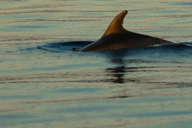 3,5h Wild Bays: Swim & Snorkel with Capt. Bobo (Public) - Accessibility and Practical Details