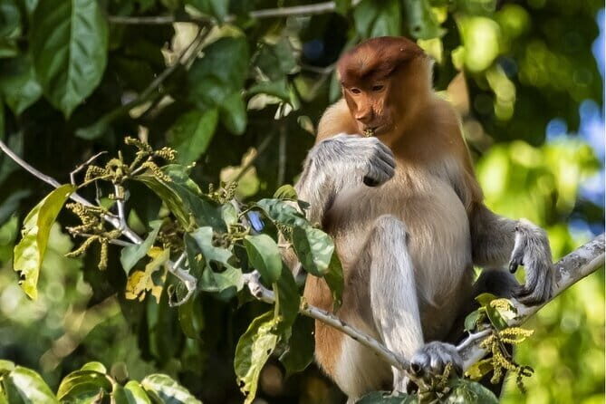 3D2N Kinabatangan River Cruise - Key Points