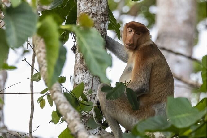 3D2N Kinabatangan River Cruise - Who should consider this tour?